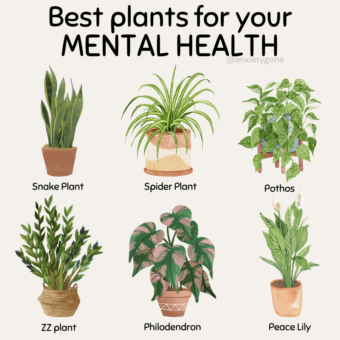 12 Calming Plants for Anxiety Relief and a More Peaceful Home | Anxiety ...